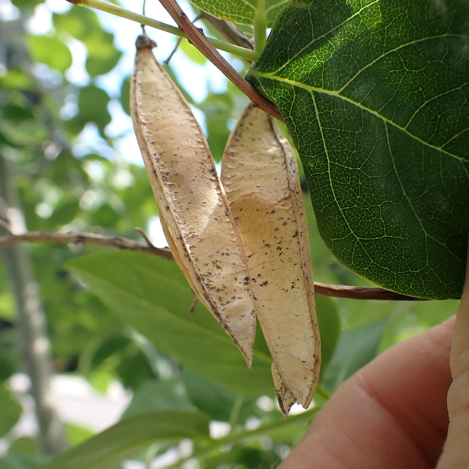 Amur Maackia : buy Amur Maackia / Maackia amurensis