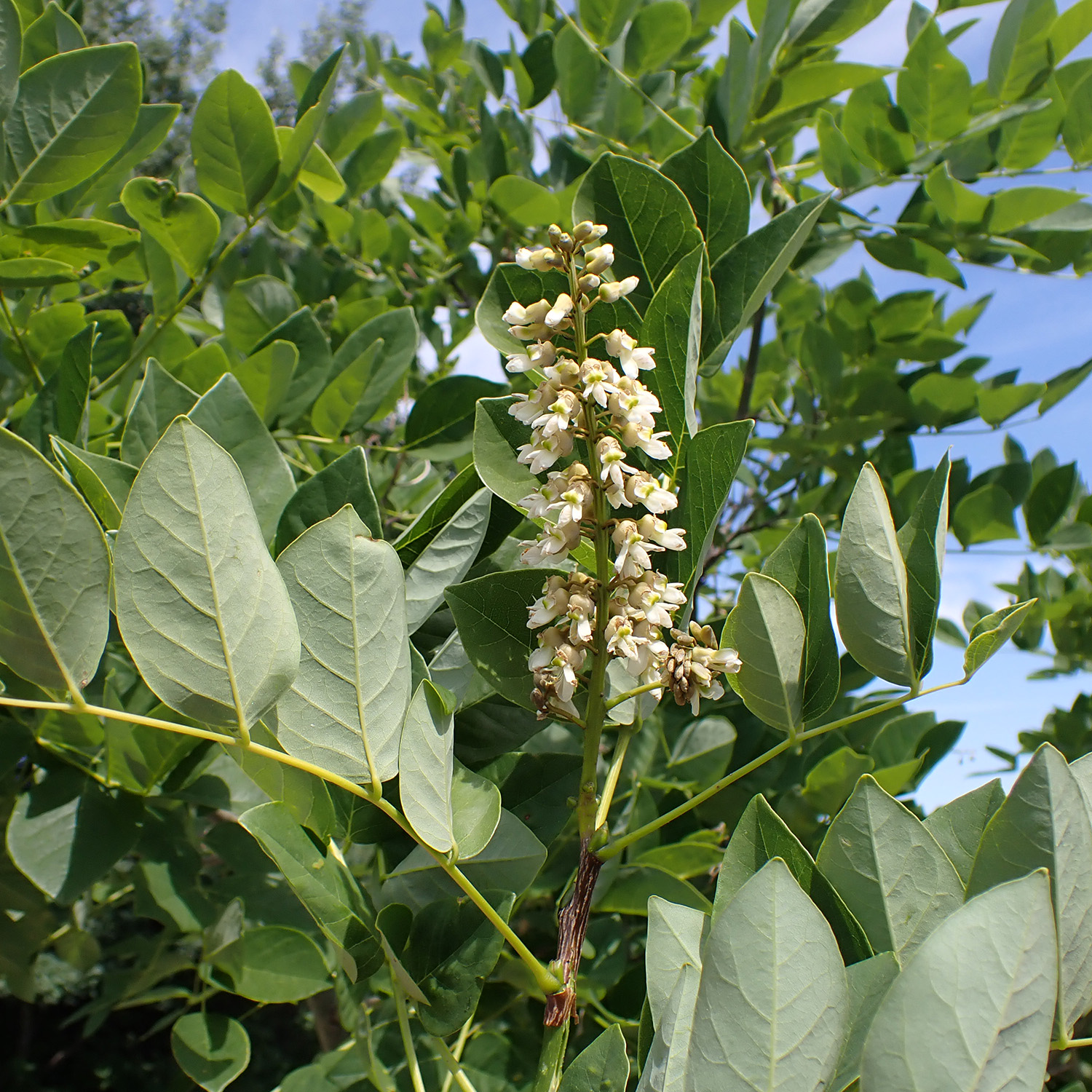 Amur Maackia : buy Amur Maackia / Maackia amurensis