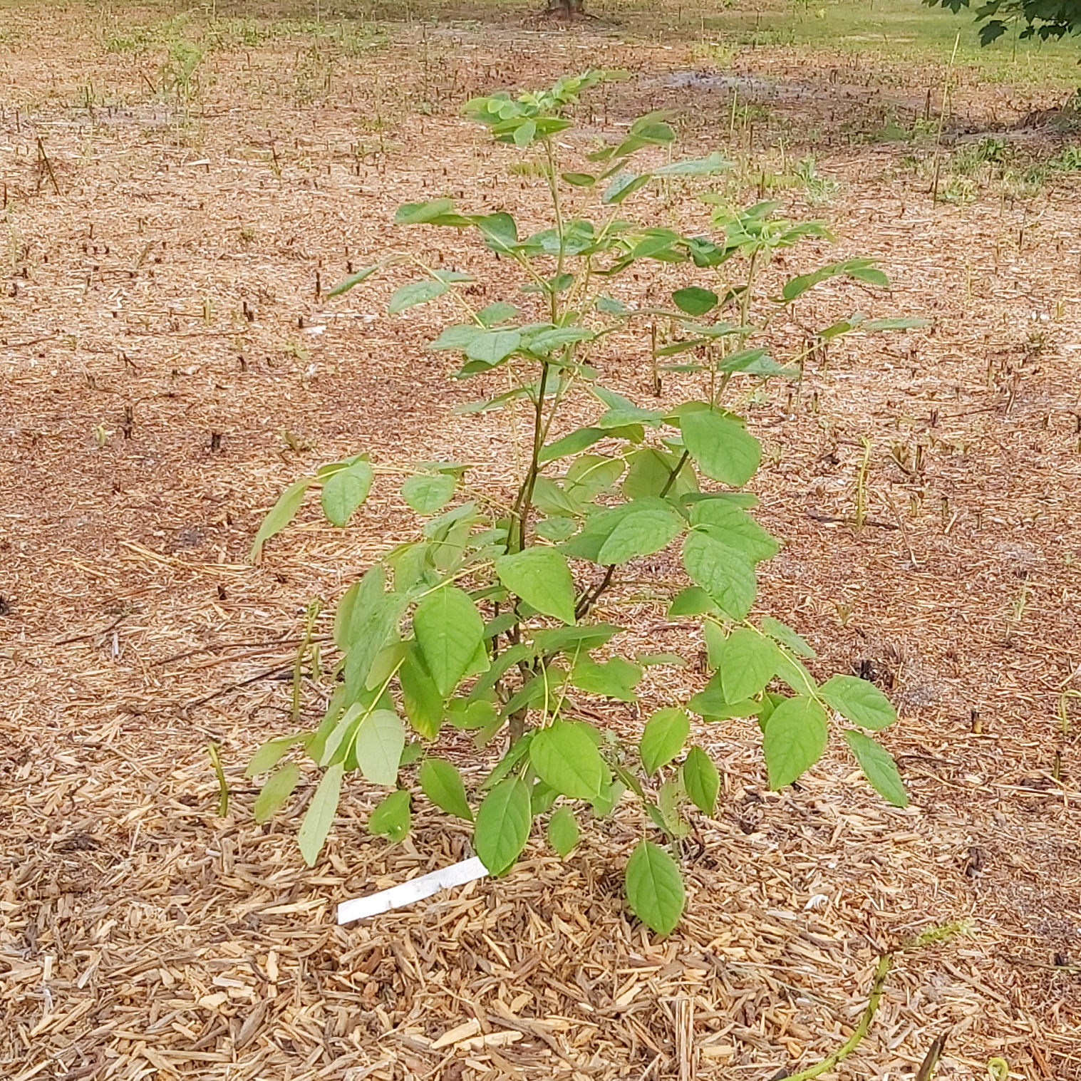 Amur Maackia : buy Amur Maackia / Maackia amurensis