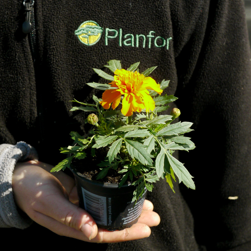French Marigold : buy French Marigold / Tagetes petula