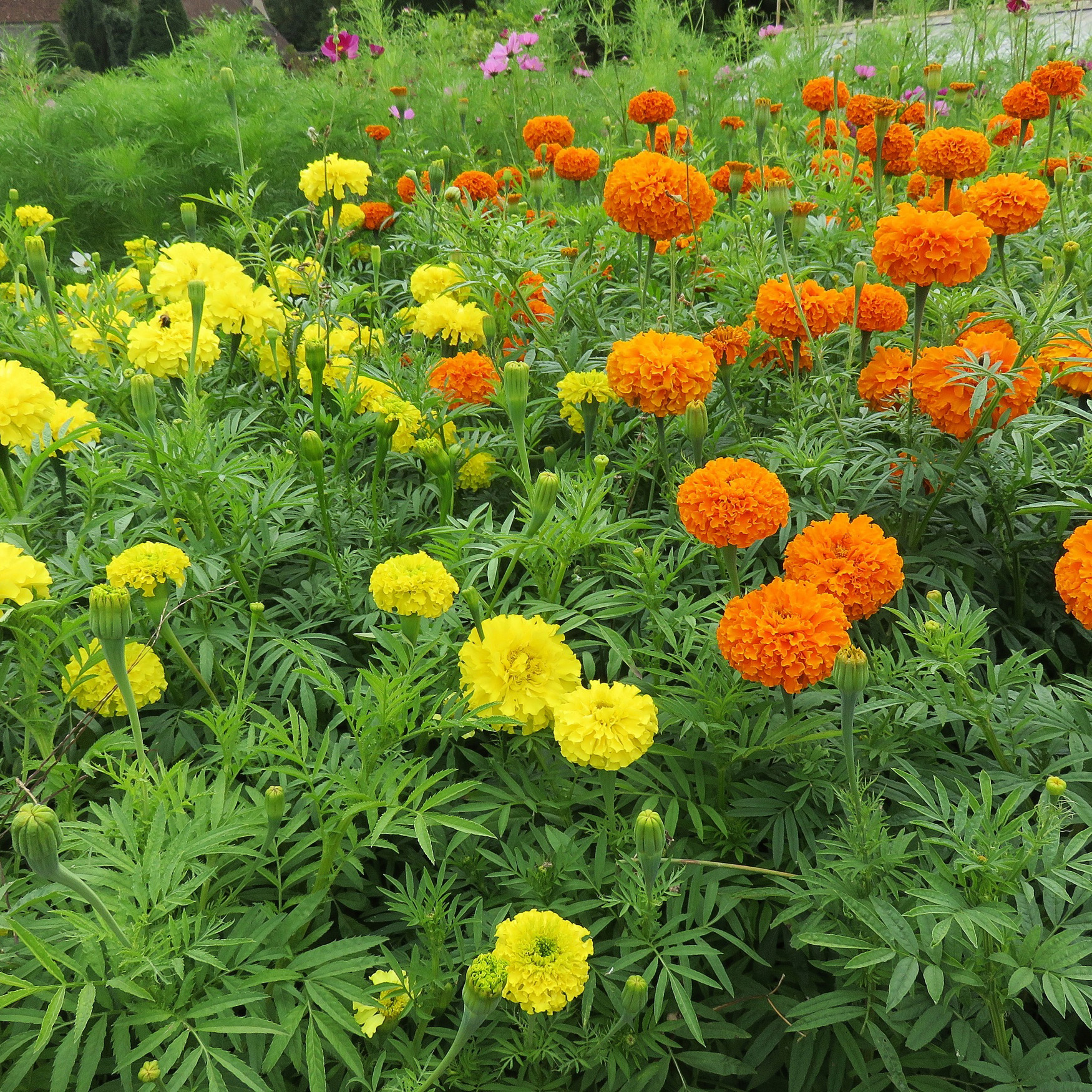 French Marigold : buy French Marigold / Tagetes petula