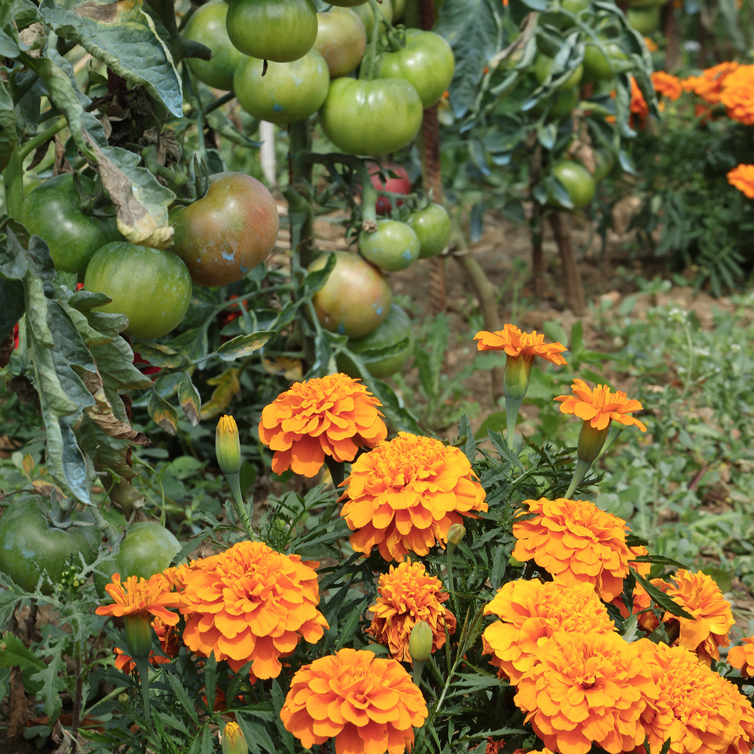 French Marigold : buy French Marigold / Tagetes petula