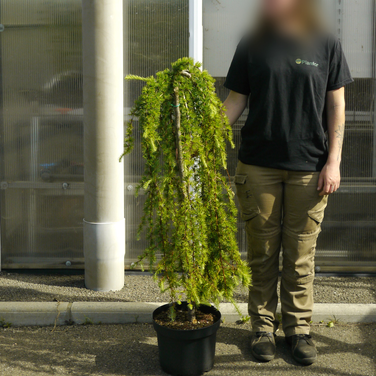 Larch, Japanese Weeping : buy Larch, Japanese Weeping / Larix kaempferi ...