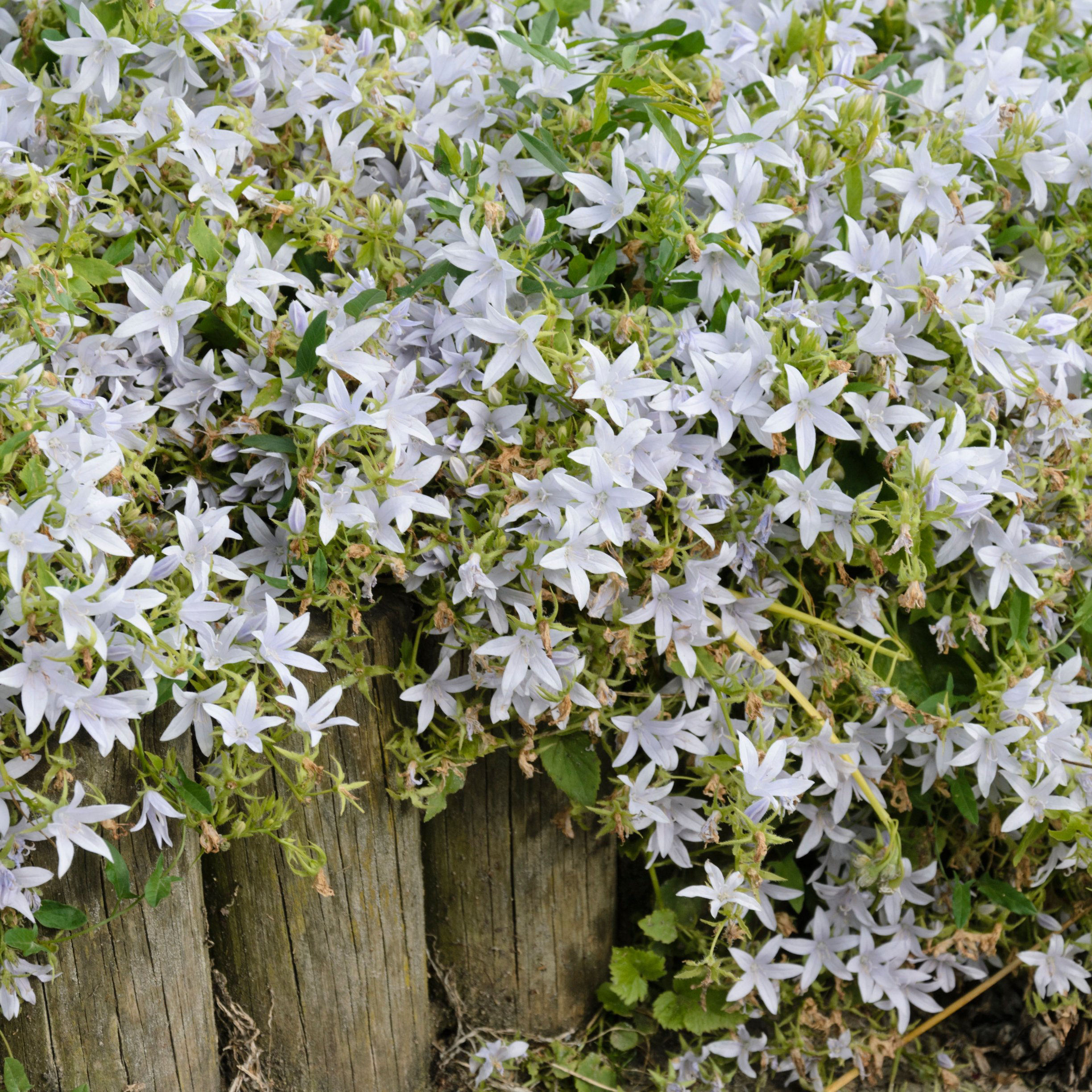White Trailing Bellflower : buy White Trailing Bellflower / Campanula ...