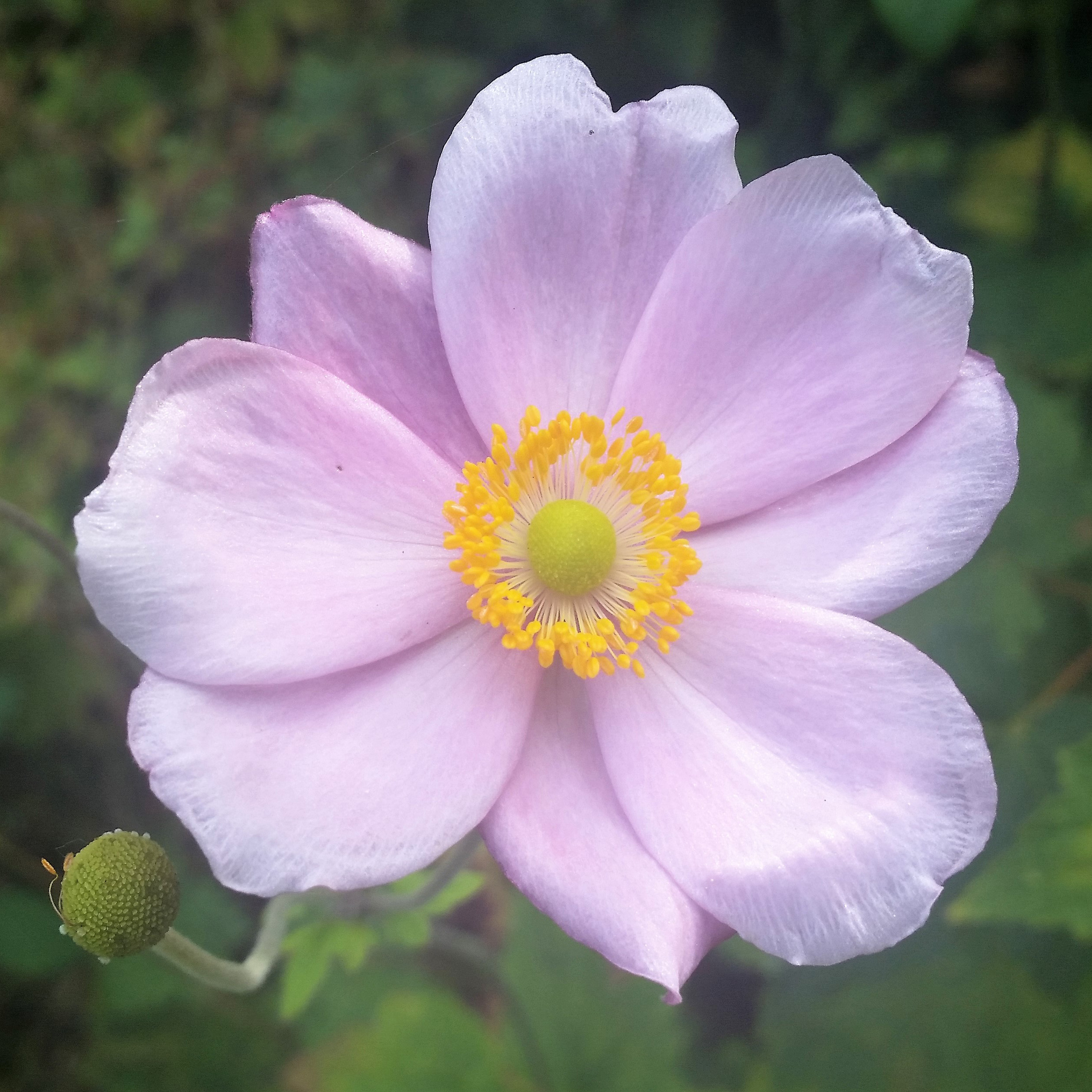 Anemone, Japanese Pink : buy Anemone, Japanese Pink / Anemone hupehensis