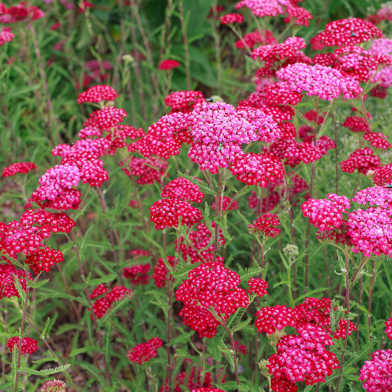 Yarrow, red : buy Yarrow, red / Achillea millefolium rubra
