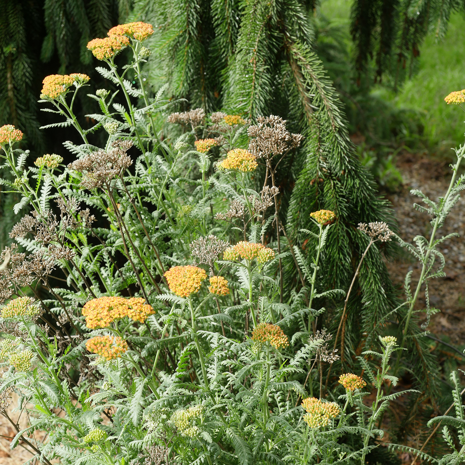 Yarrow, orange : buy Yarrow, orange / Achillea millefolium flammea