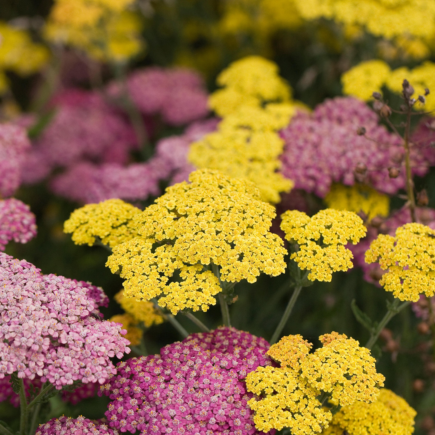 Yarrow, pink : buy Yarrow, pink / Achillea millefolium rosea