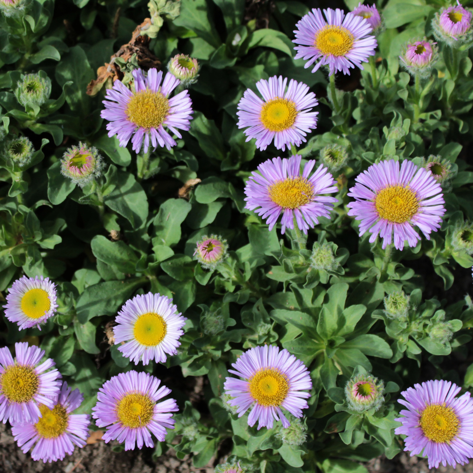 Mexican Fleabane, Karwinsky’s Fleabane : buy Mexican Fleabane ...