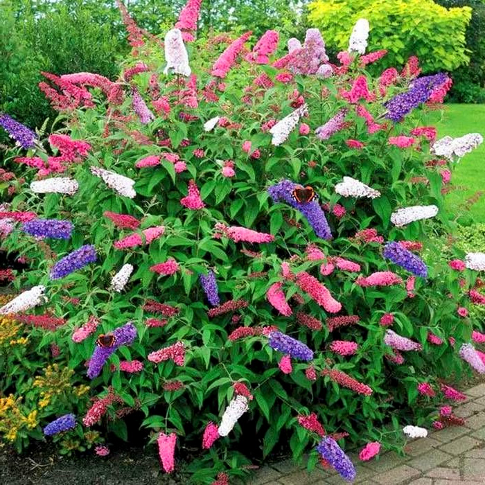Butterfly bush, Three-coloured : buy Butterfly bush, Three-coloured ...