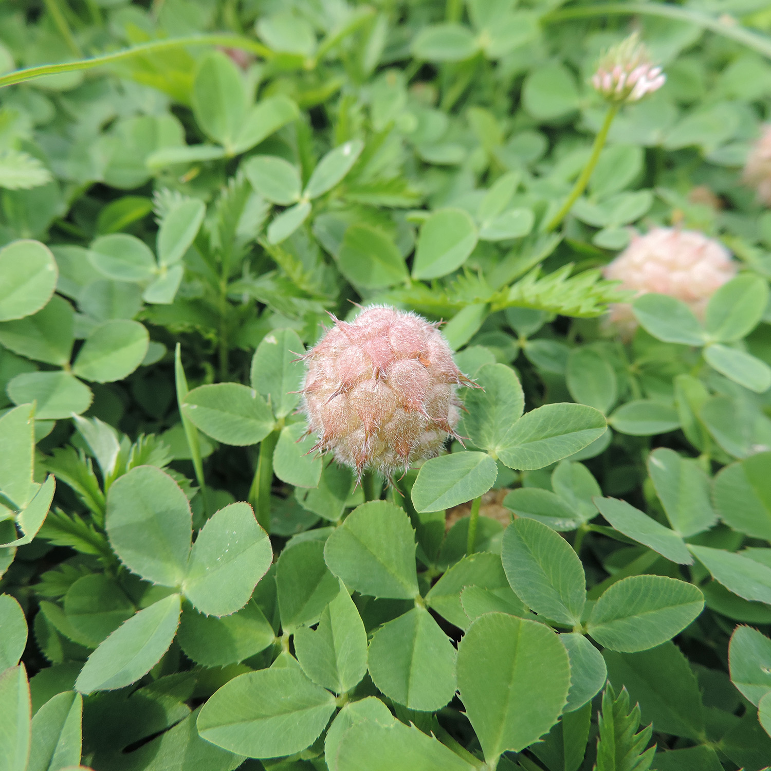 Strawberry Clover : buy Strawberry Clover / Trifolium fragiferum