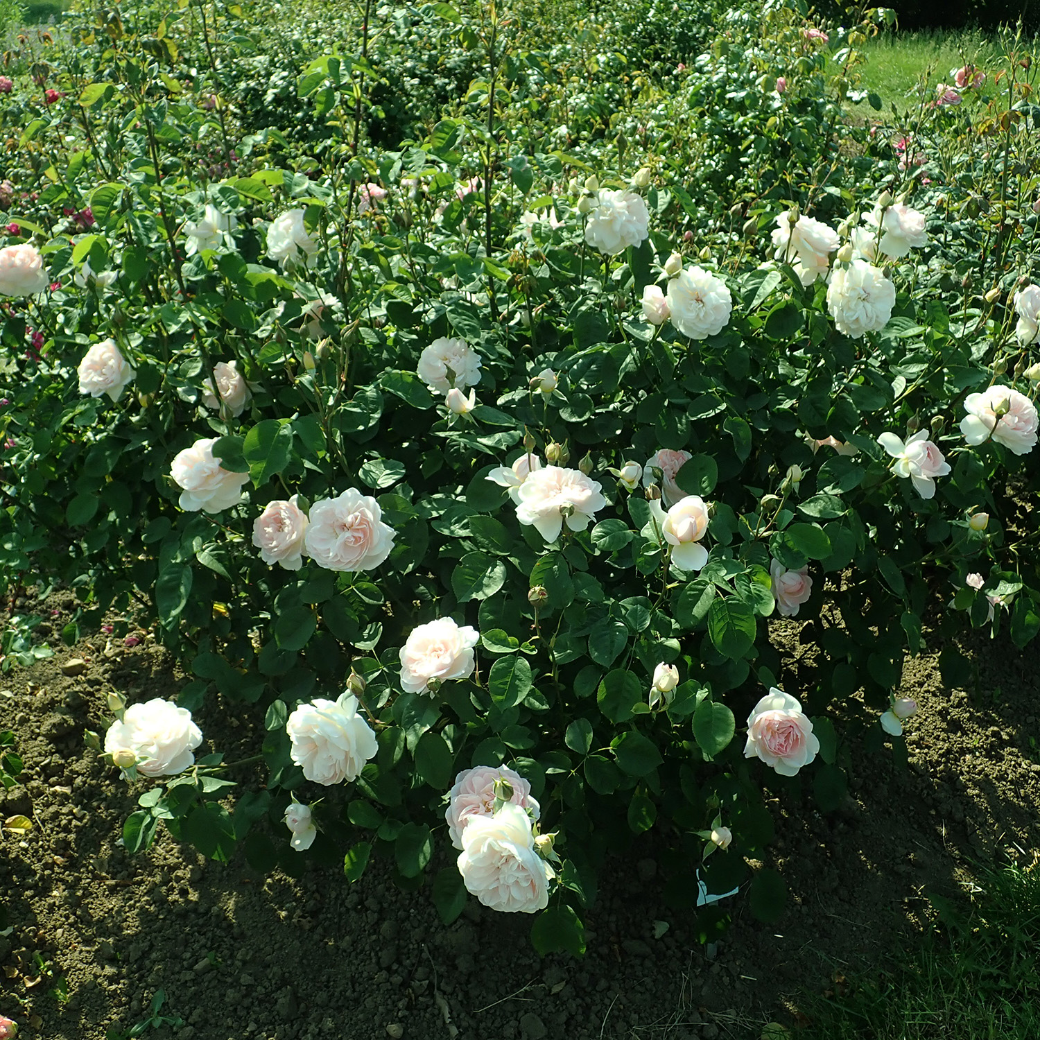 Rose 'Gentle Hermione' : buy Rose 'Gentle Hermione' / Rosa Gentle Hermione