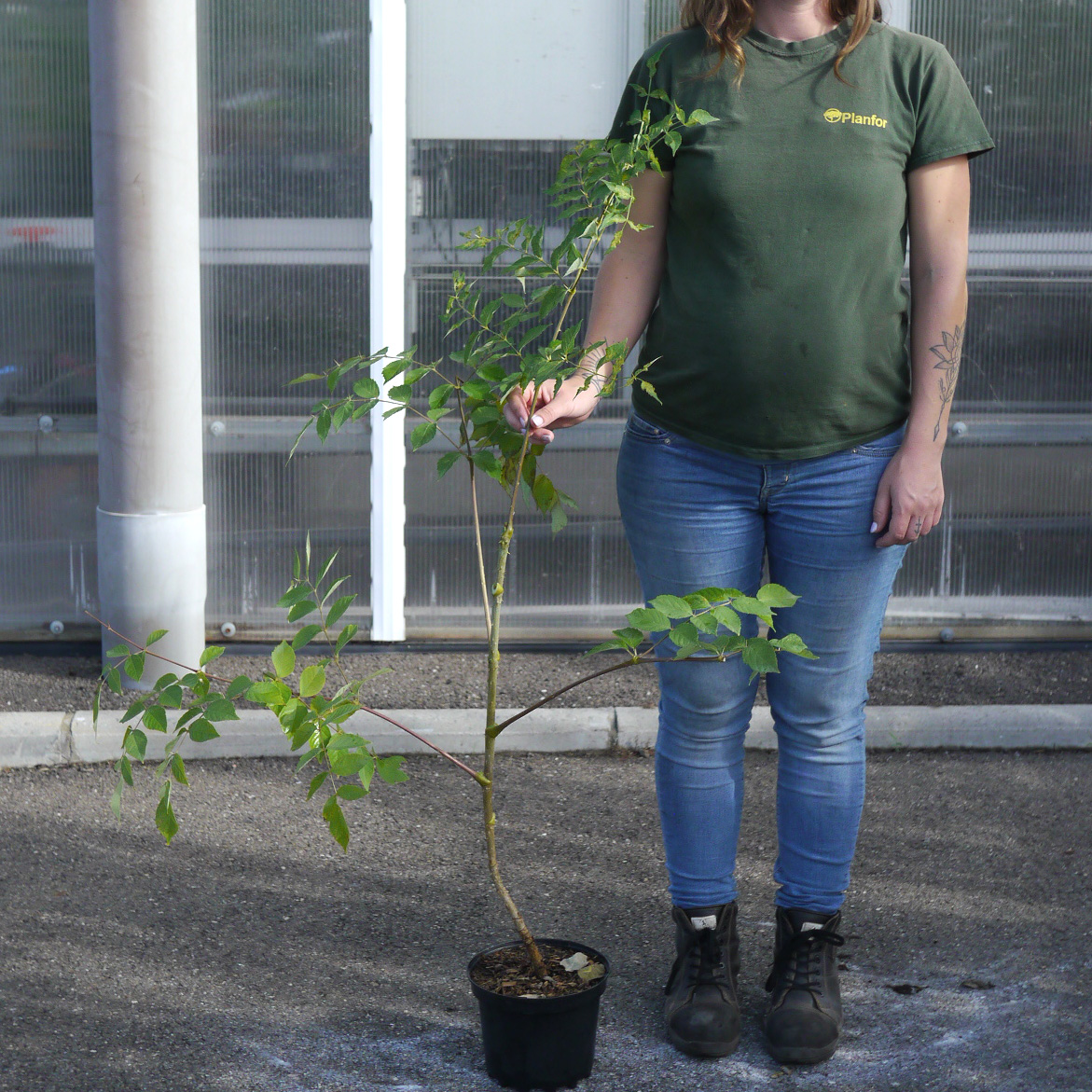 Japanese Angelica tree : buy Japanese Angelica tree / Aralia elata