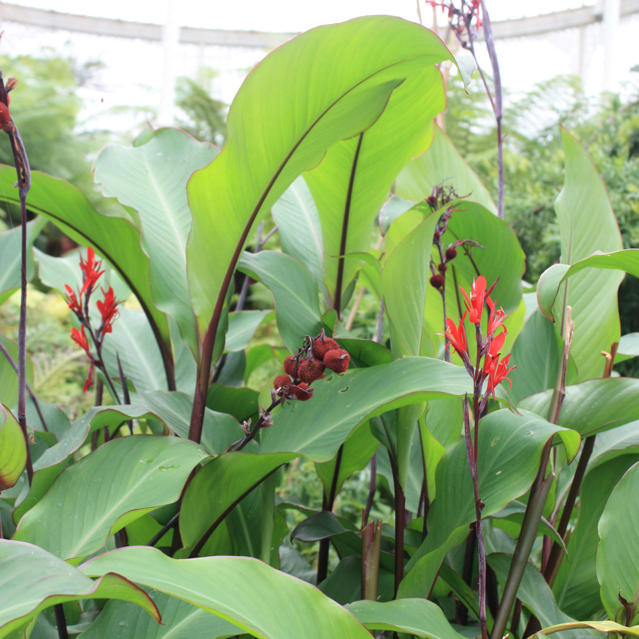 Achira, Indian shot : buy Achira, Indian shot / Canna edulis