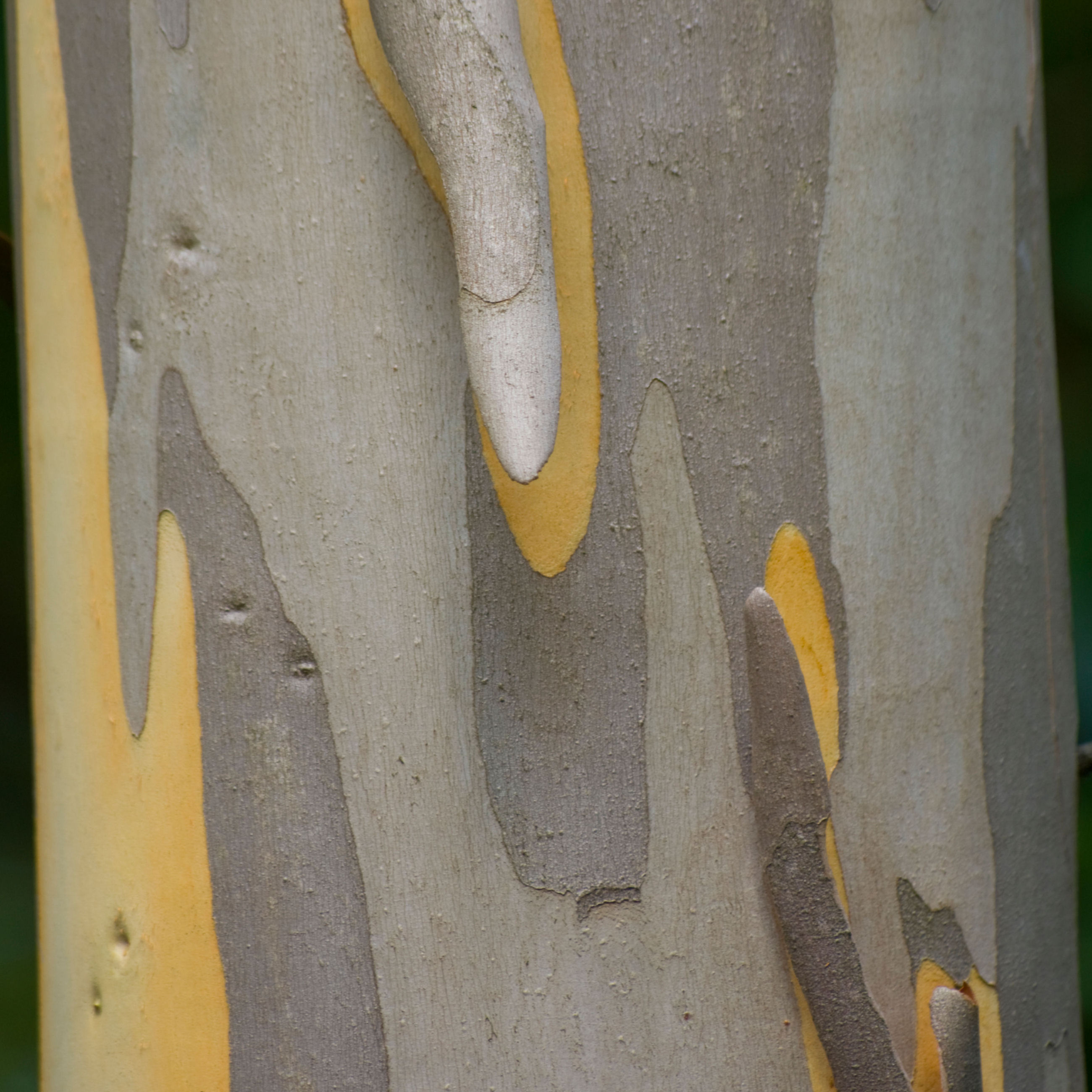Shining Gum Eucalyptus tree : buy Shining Gum Eucalyptus tree ...