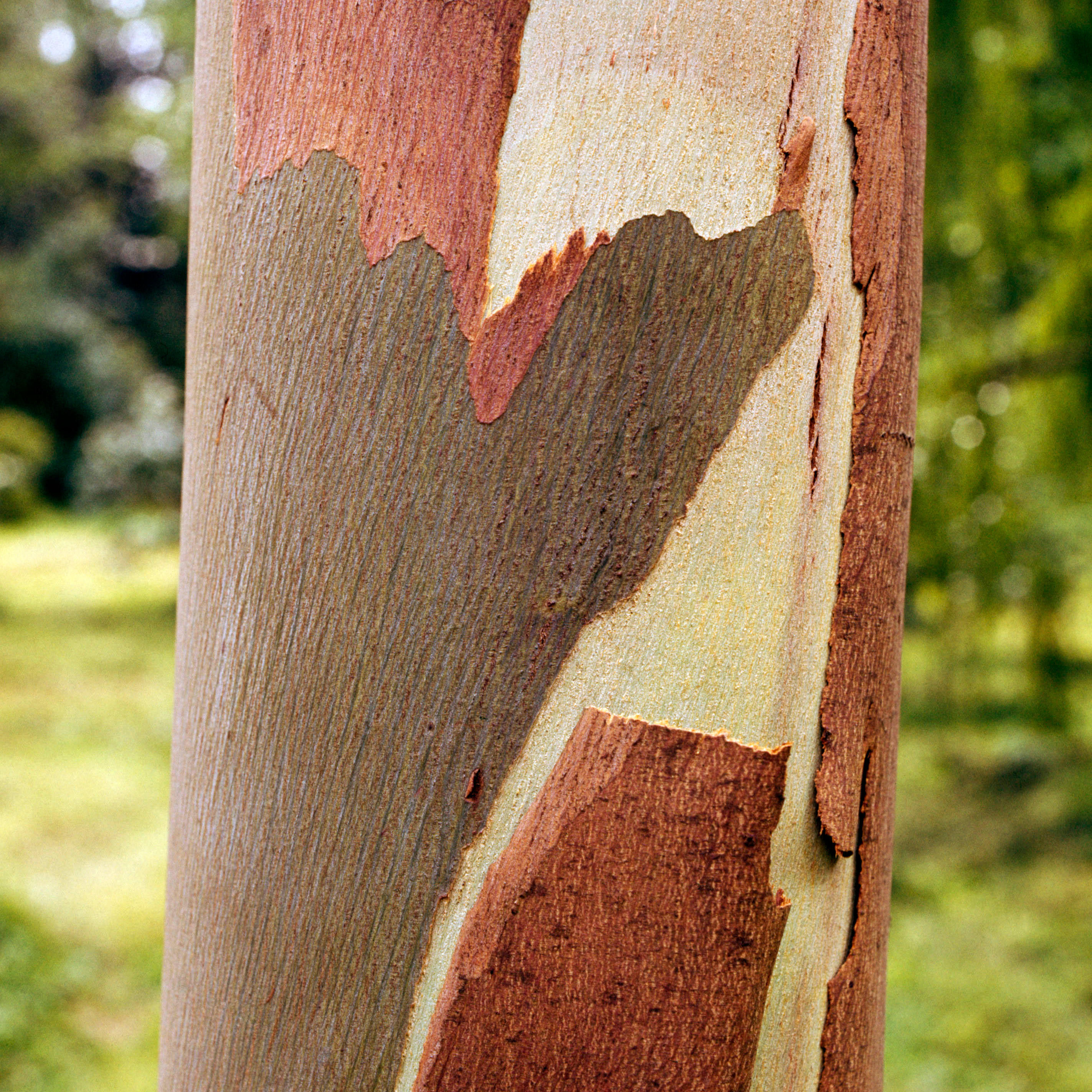 Shining Gum Eucalyptus tree : buy Shining Gum Eucalyptus tree ...