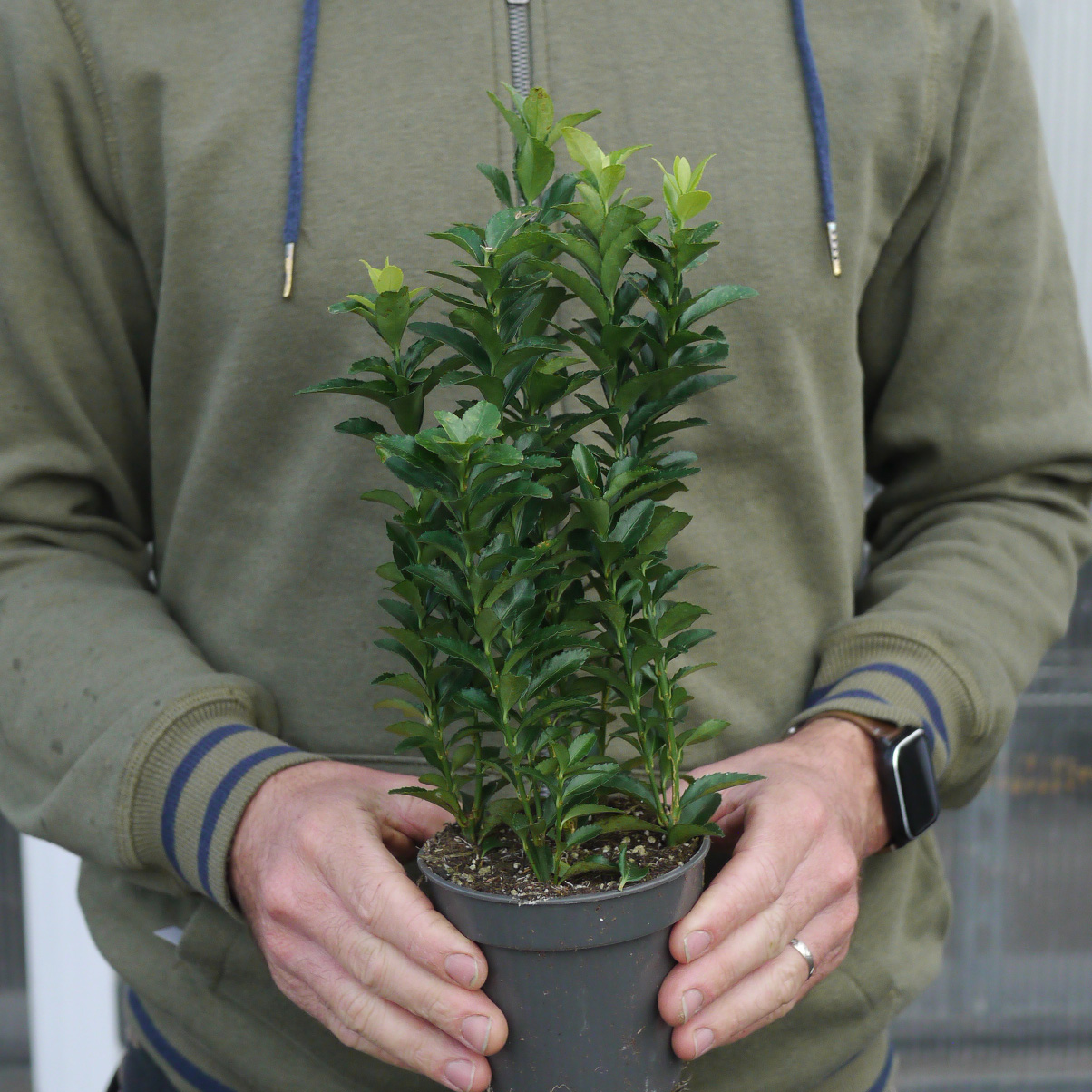 Spindle Tree, Japanese 'Green Spire' : buy Spindle Tree, Japanese ...