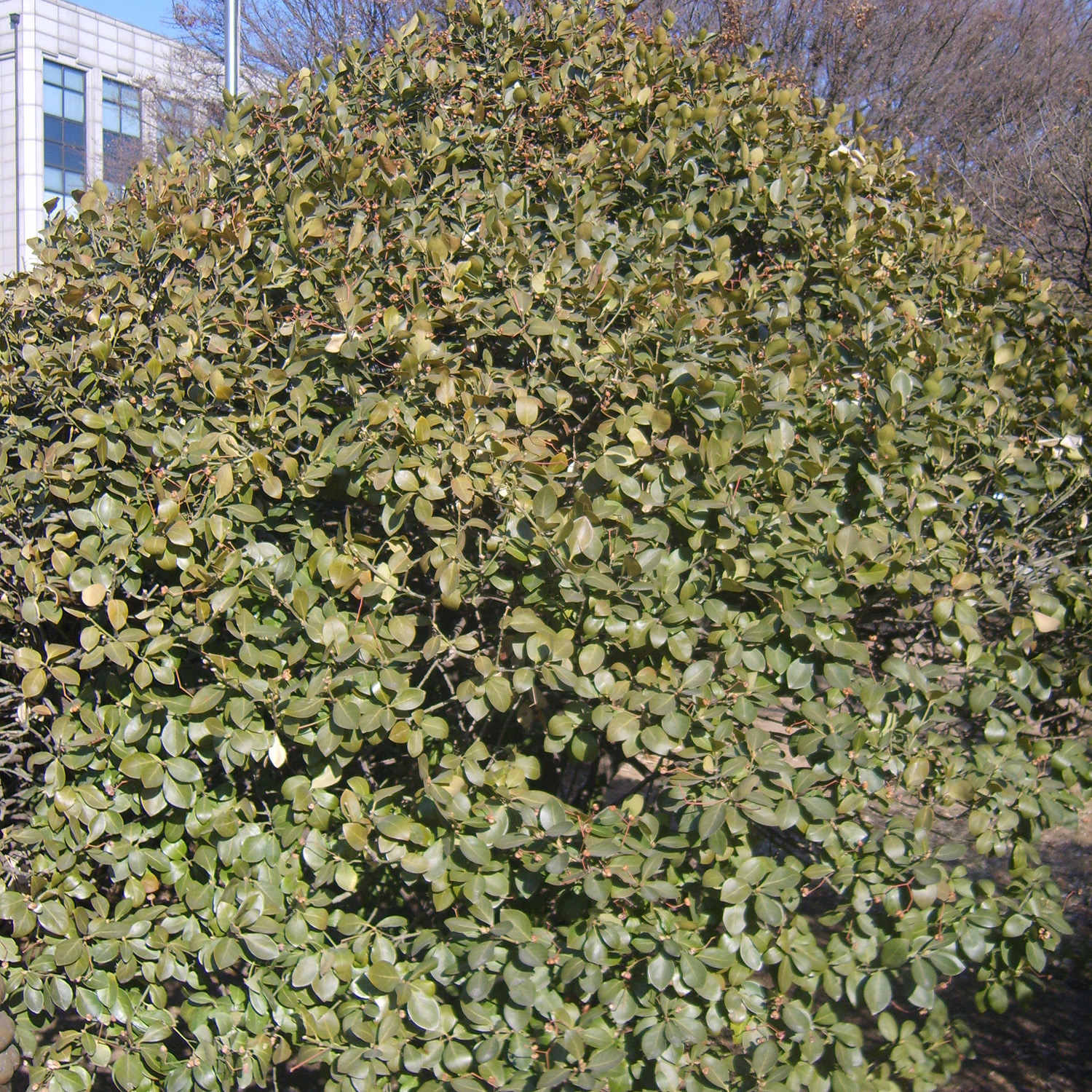 Spindle Tree, Japanese : buy Spindle Tree, Japanese / Euonymus japonicus