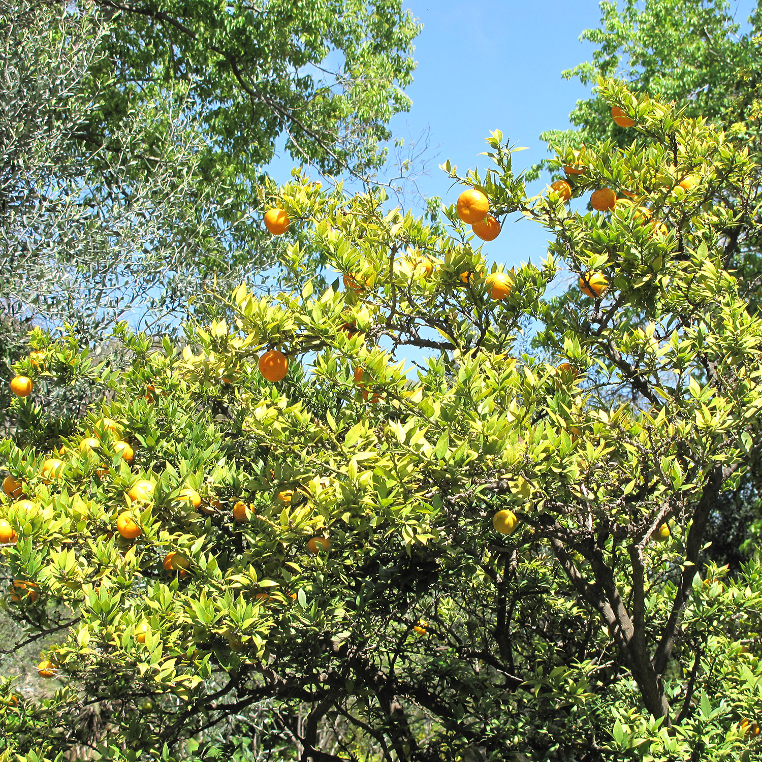 Chinotto, Myrtle-leaved Orange Tree : buy Chinotto, Myrtle-leaved ...