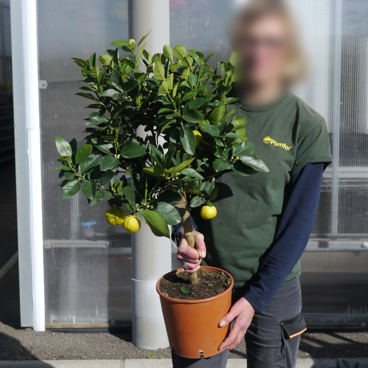 Sweet Lemon : buy Sweet Lemon / Citrus limetta Pursha