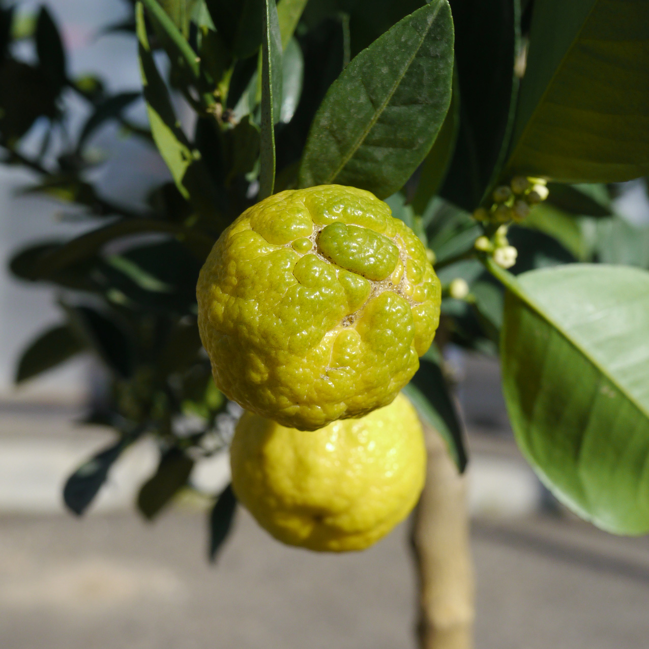 Sweet Lemon : buy Sweet Lemon / Citrus limetta Pursha