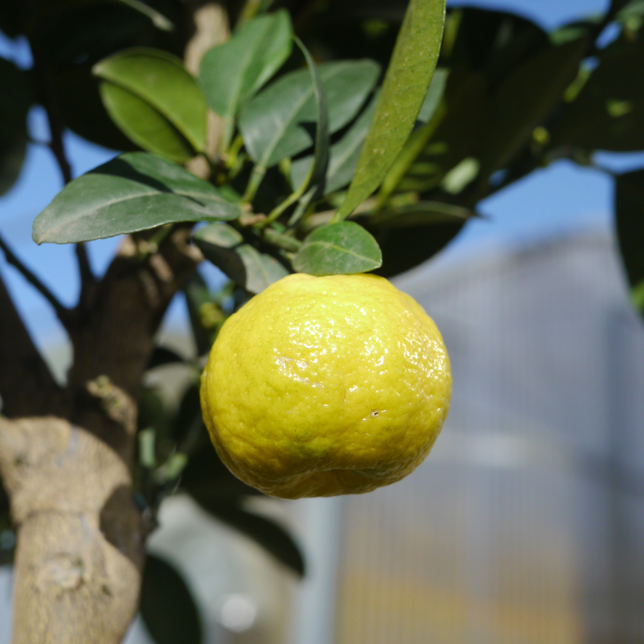 Sweet Lemon : buy Sweet Lemon / Citrus limetta Pursha