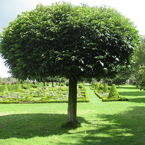 Laurel, bay Standard : buy Laurel, bay Standard / Laurus nobilis Deco2