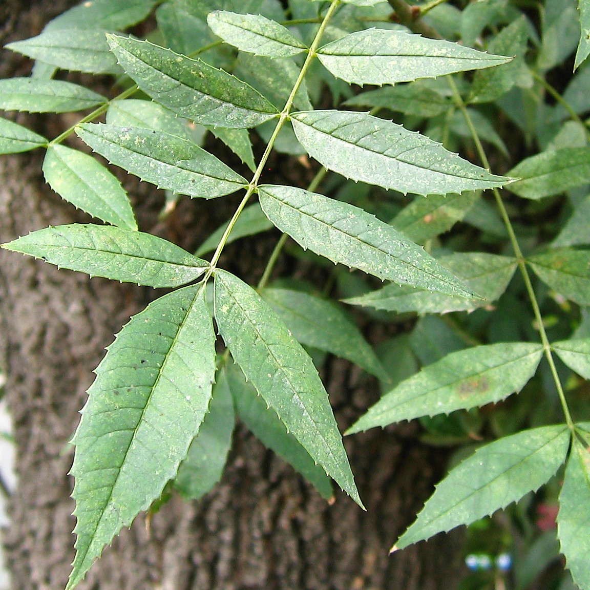 Ash, Narrow-leaved : buy Ash, Narrow-leaved / Fraxinus angustifolia