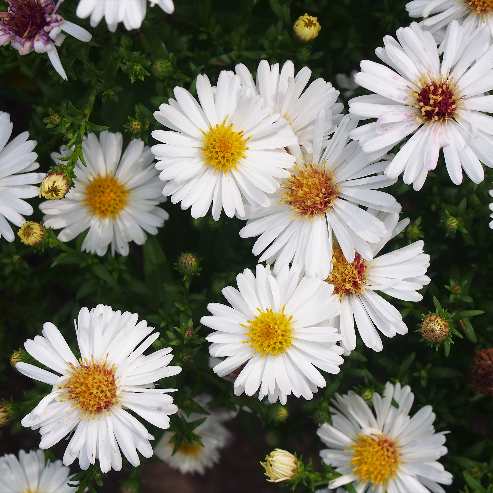 Bushy Aster, White : buy Bushy Aster, White / Aster dumosus alba