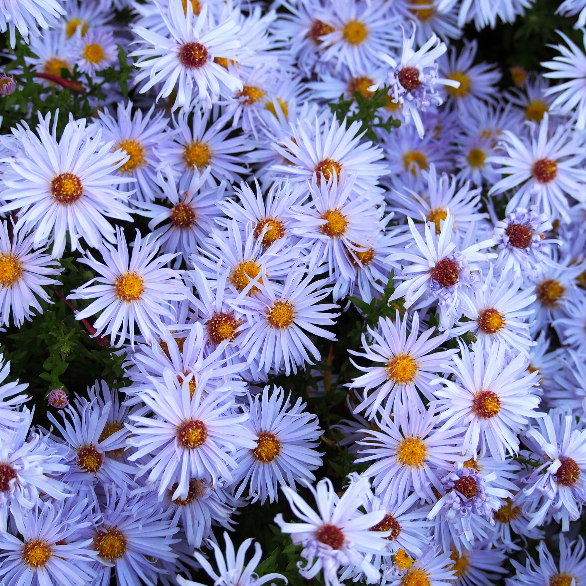 Bushy Aster, Blue : buy Bushy Aster, Blue / Aster dumosus caeruleum