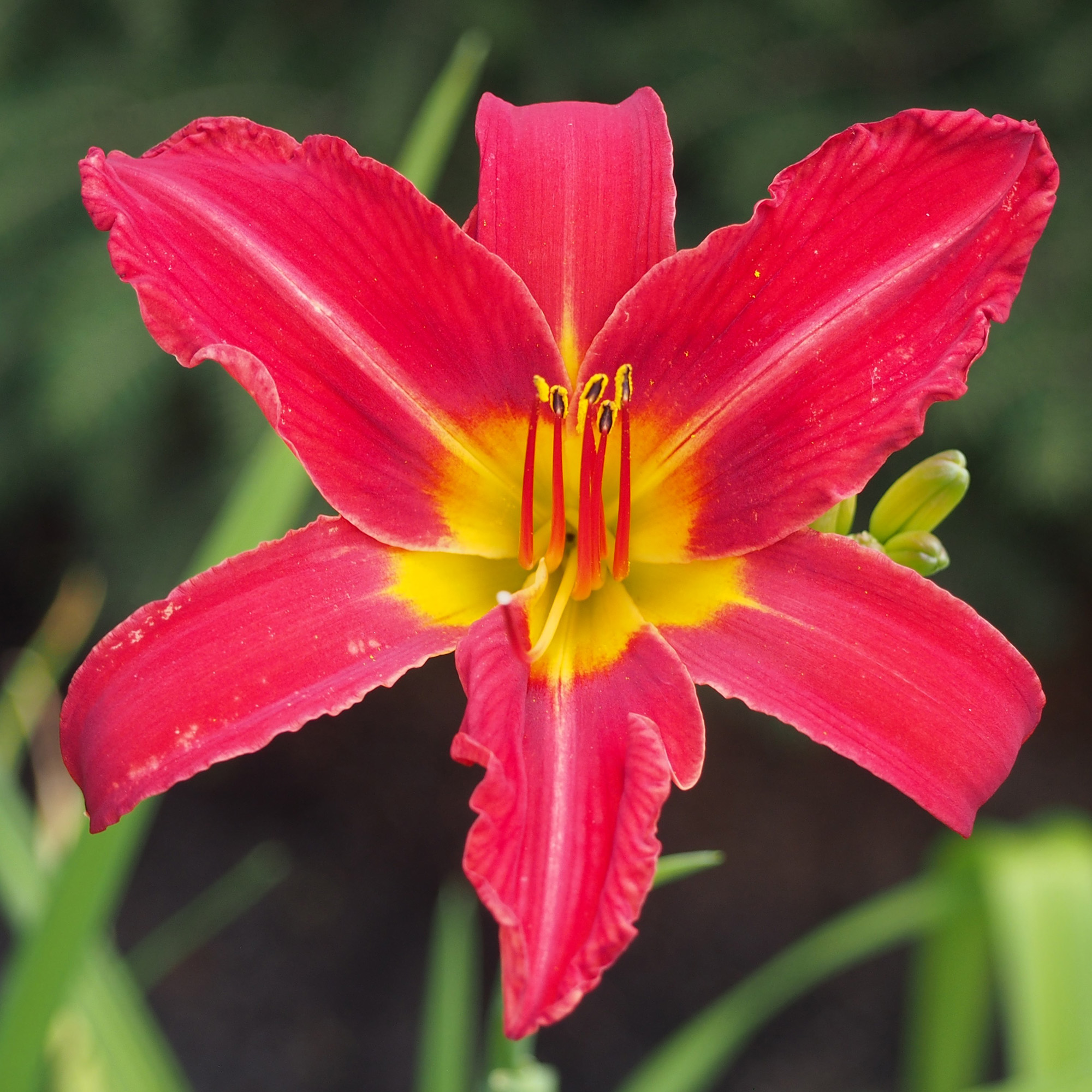 Daylily, Red : buy Daylily, Red / Hemerocallis rubra
