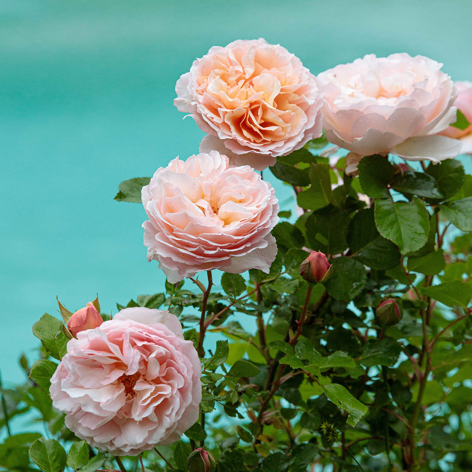 Rose 'Princesse Charlène de Monaco' : buy Rose 'Princesse Charlène de ...