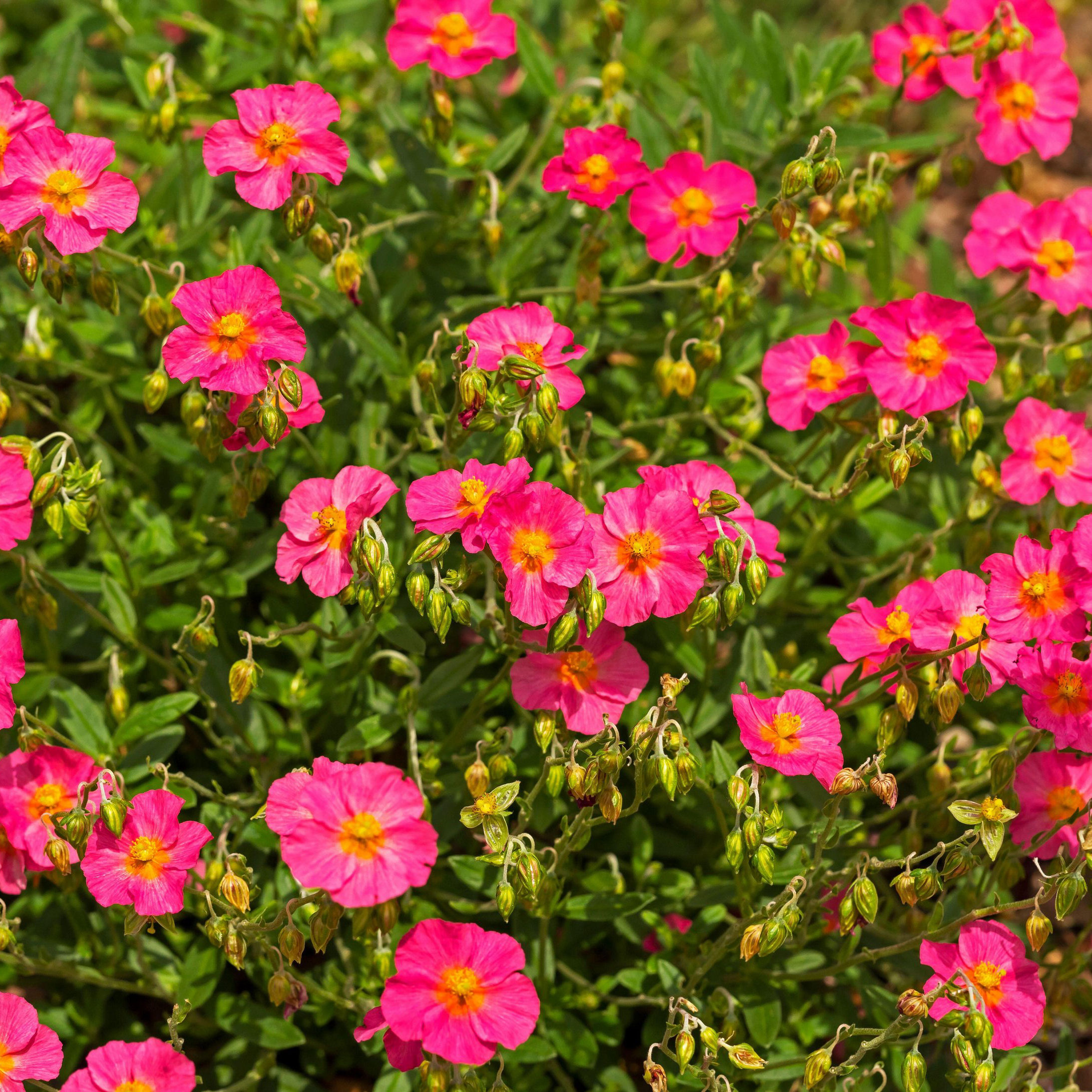 Rock Rose, Pink : buy Rock Rose, Pink / Helianthemum rosea
