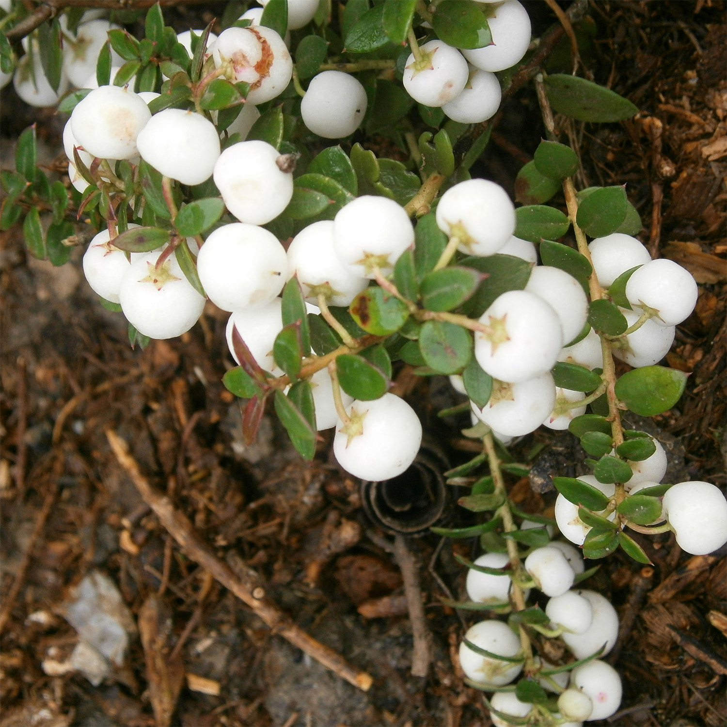 Prickly Heath with white berries : buy Prickly Heath with white berries ...