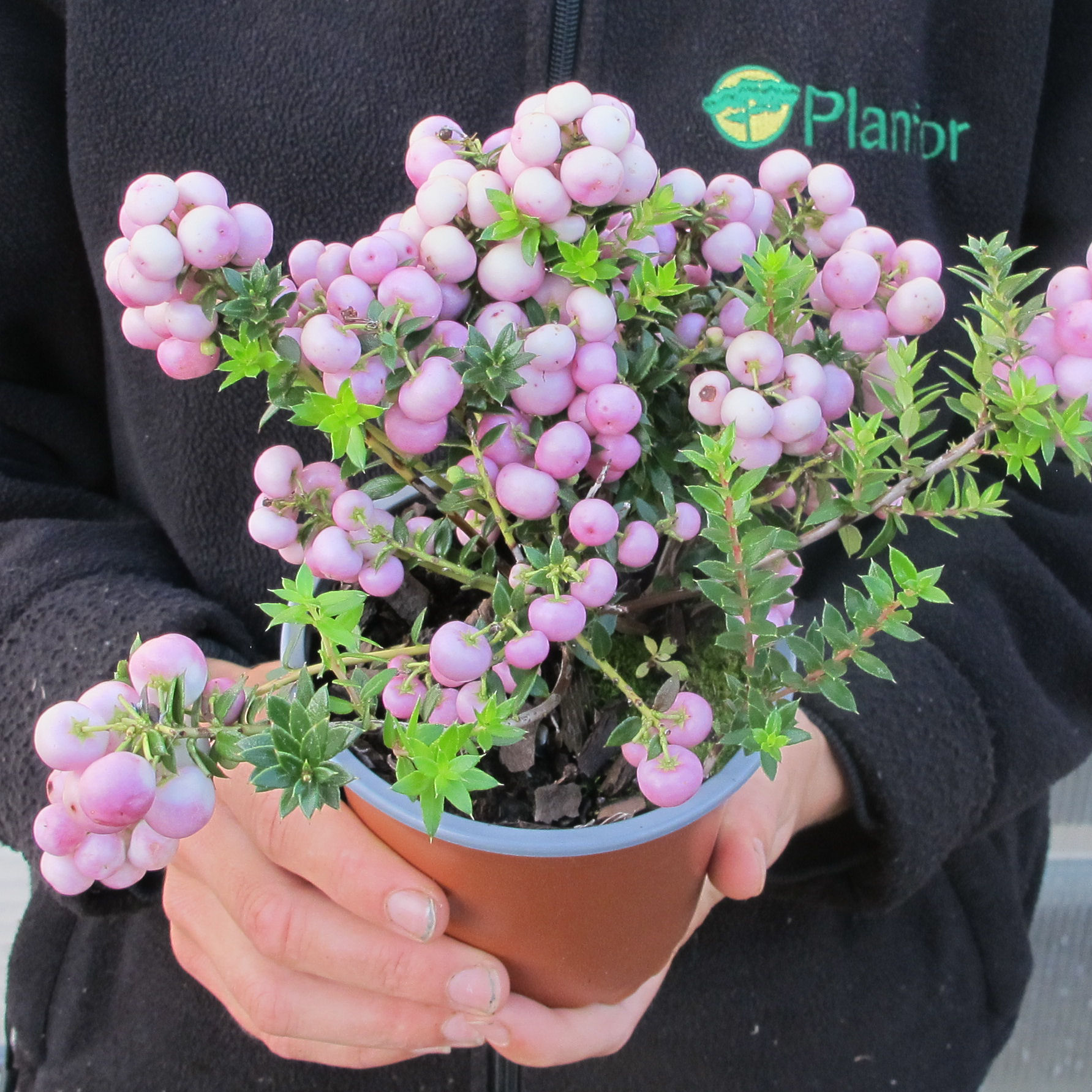 Prickly Heath with pink berries : buy Prickly Heath with pink berries ...