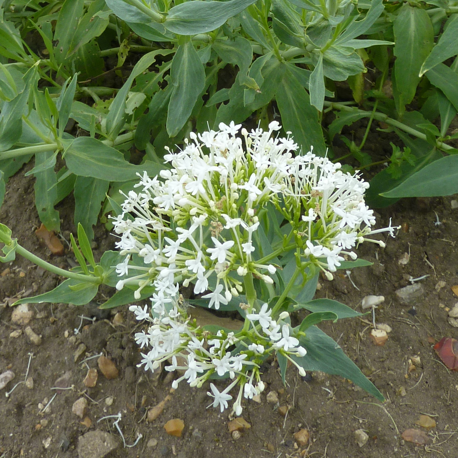 White Valerian : buy White Valerian / Centranthus ruber alba