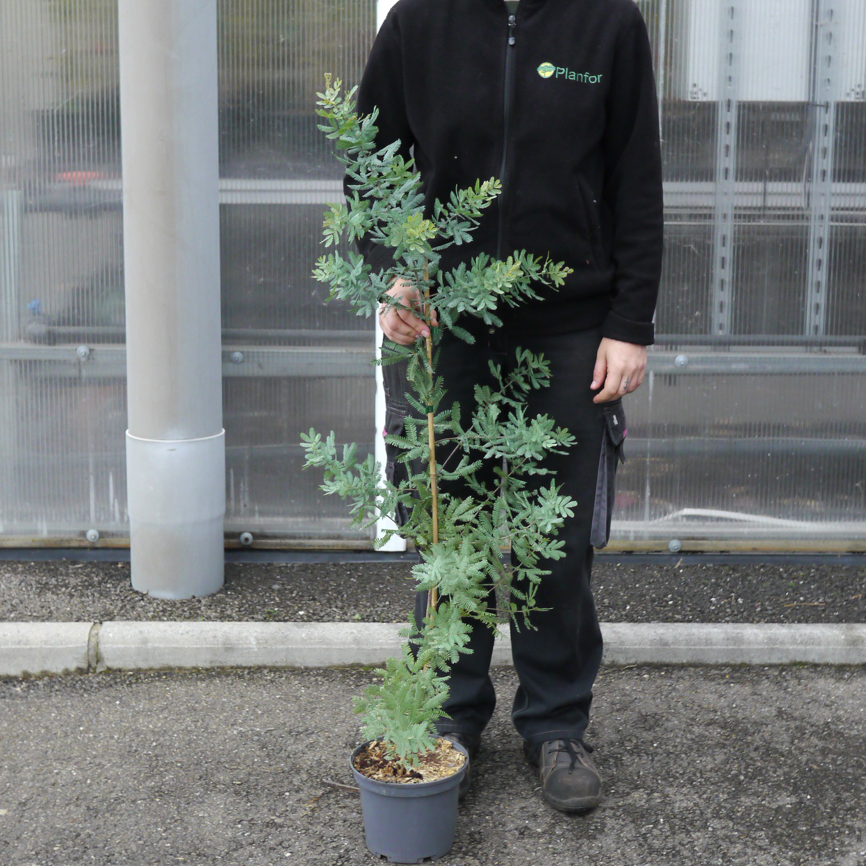 Mimosa, Golden Mimosa Purpurea : buy Mimosa, Golden Mimosa Purpurea ...