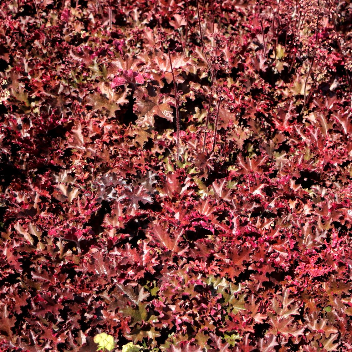 Alum root 'Melting Fire' : buy Alum root 'Melting Fire' / Heuchera ...