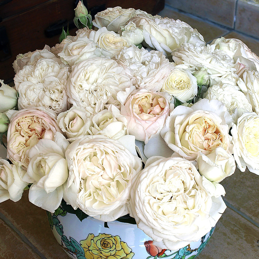 Rose 'Baie des Anges' : buy Rose 'Baie des Anges' / Rosa Baie des Anges