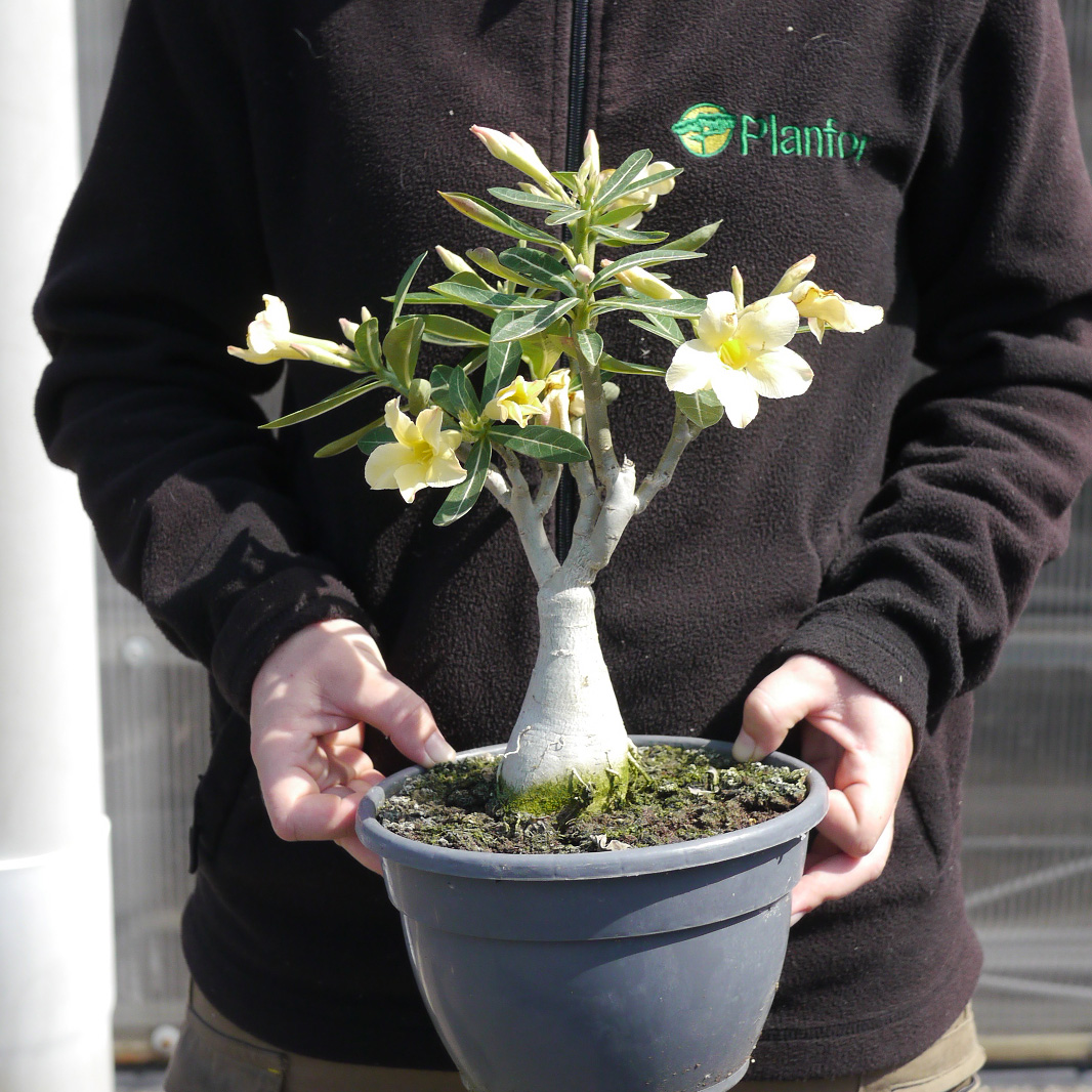 Desert Rose specimen : buy Desert Rose specimen / Adenium obesum specimen