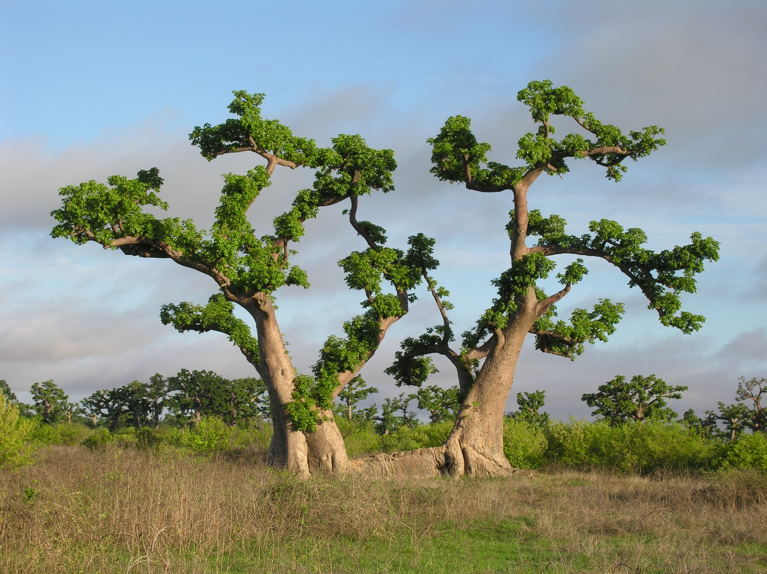 Baobab : buy Baobab / Adansonia digitata