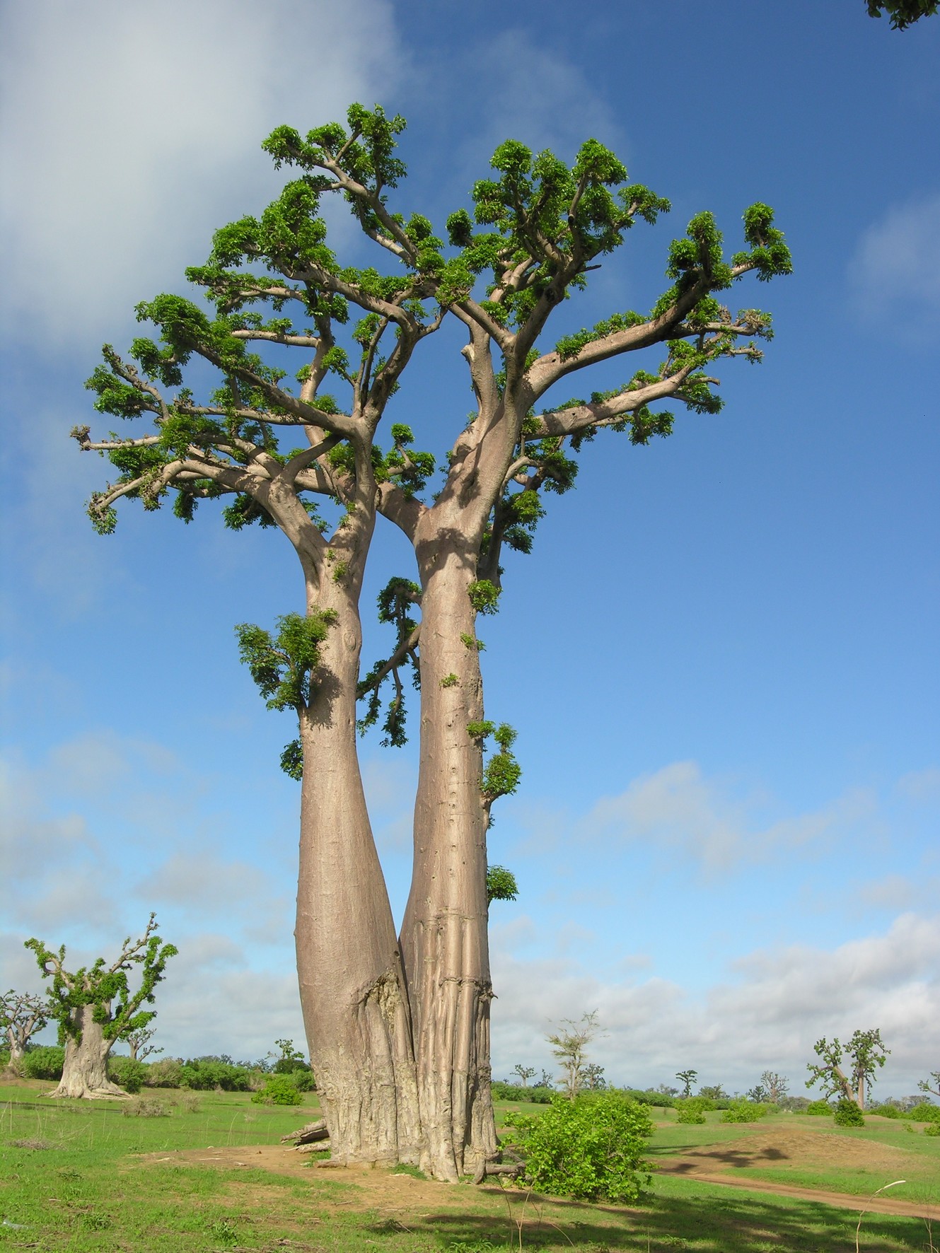 Baobab : buy Baobab / Adansonia digitata
