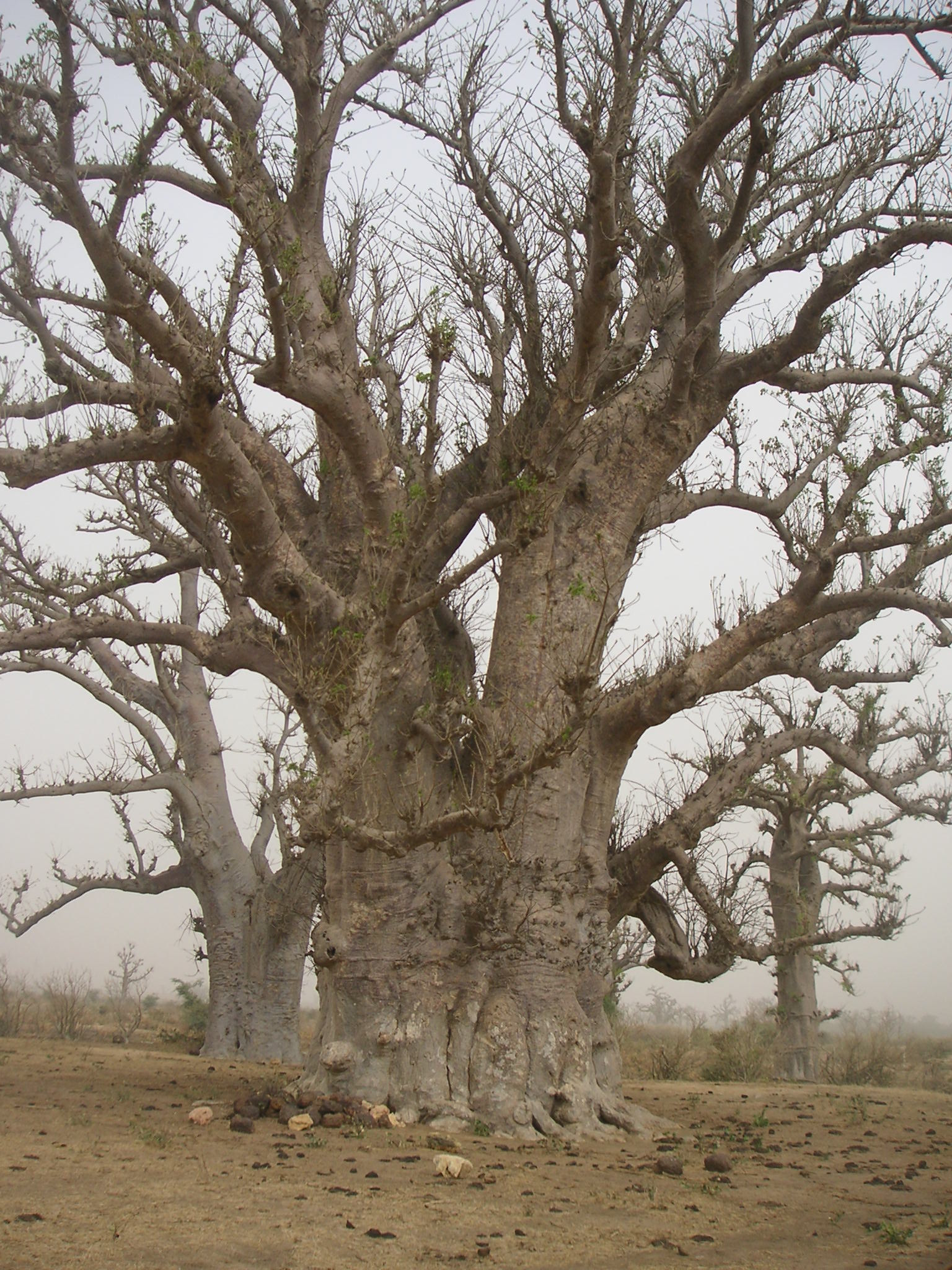 Baobab : buy Baobab / Adansonia digitata