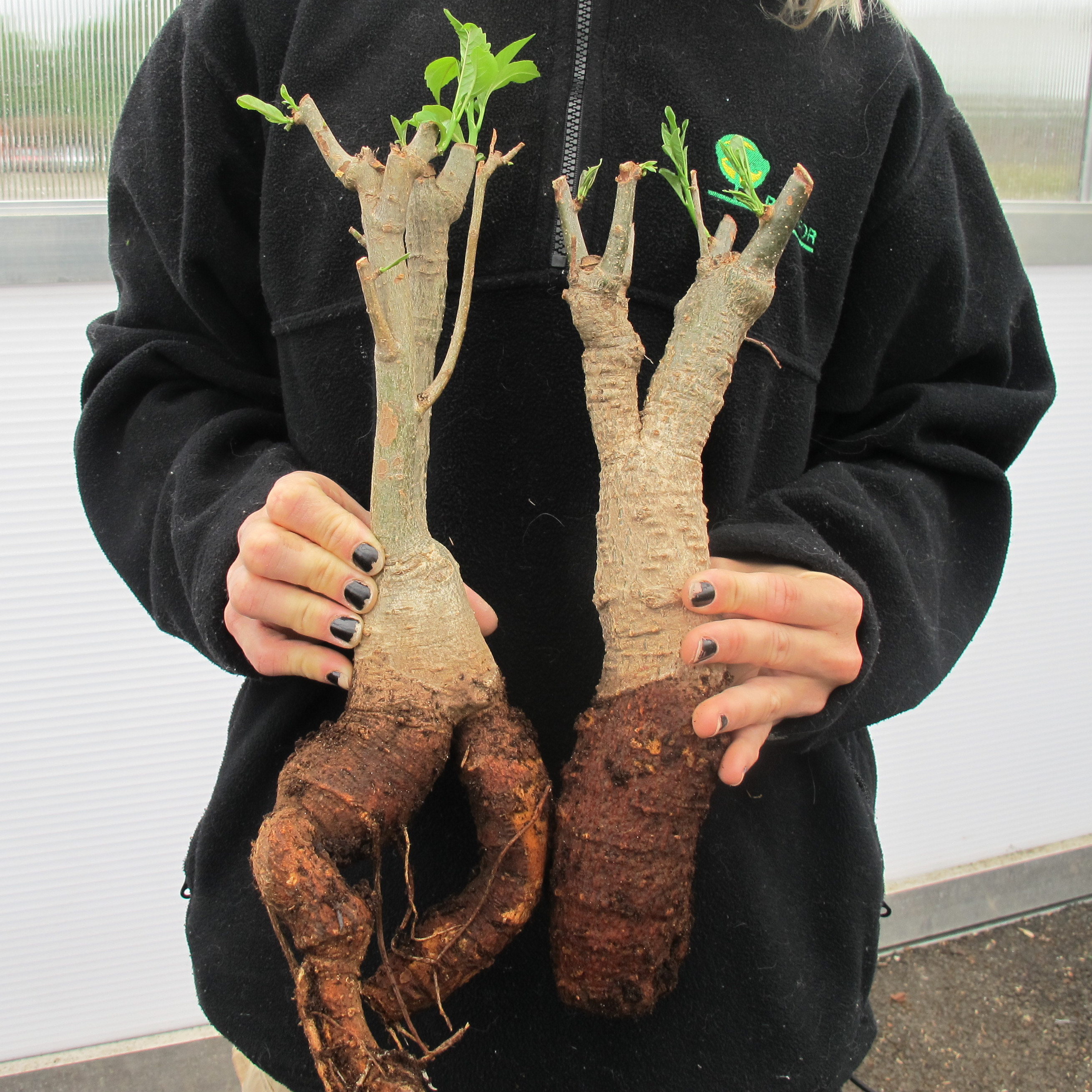 Baobab : buy Baobab / Adansonia digitata