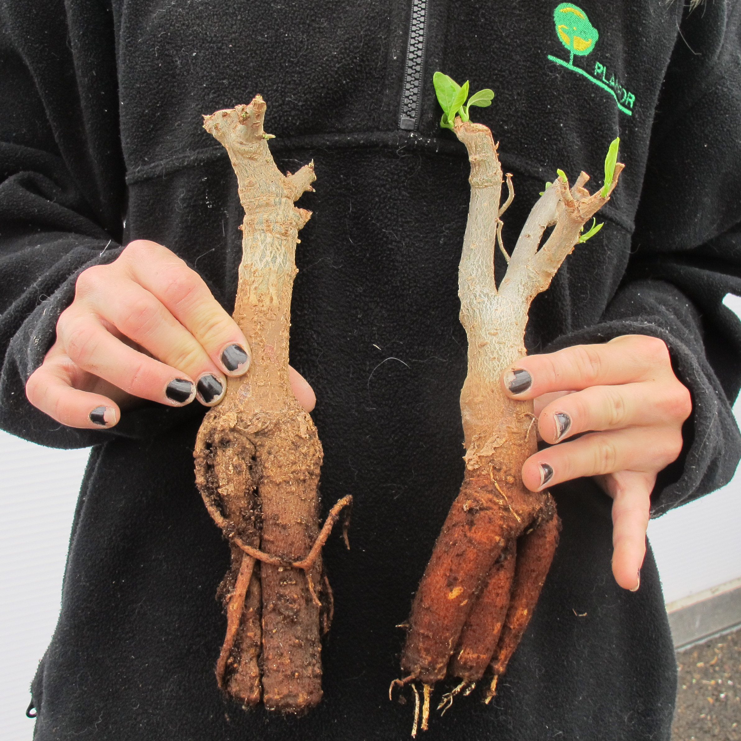 Baobab : buy Baobab / Adansonia digitata