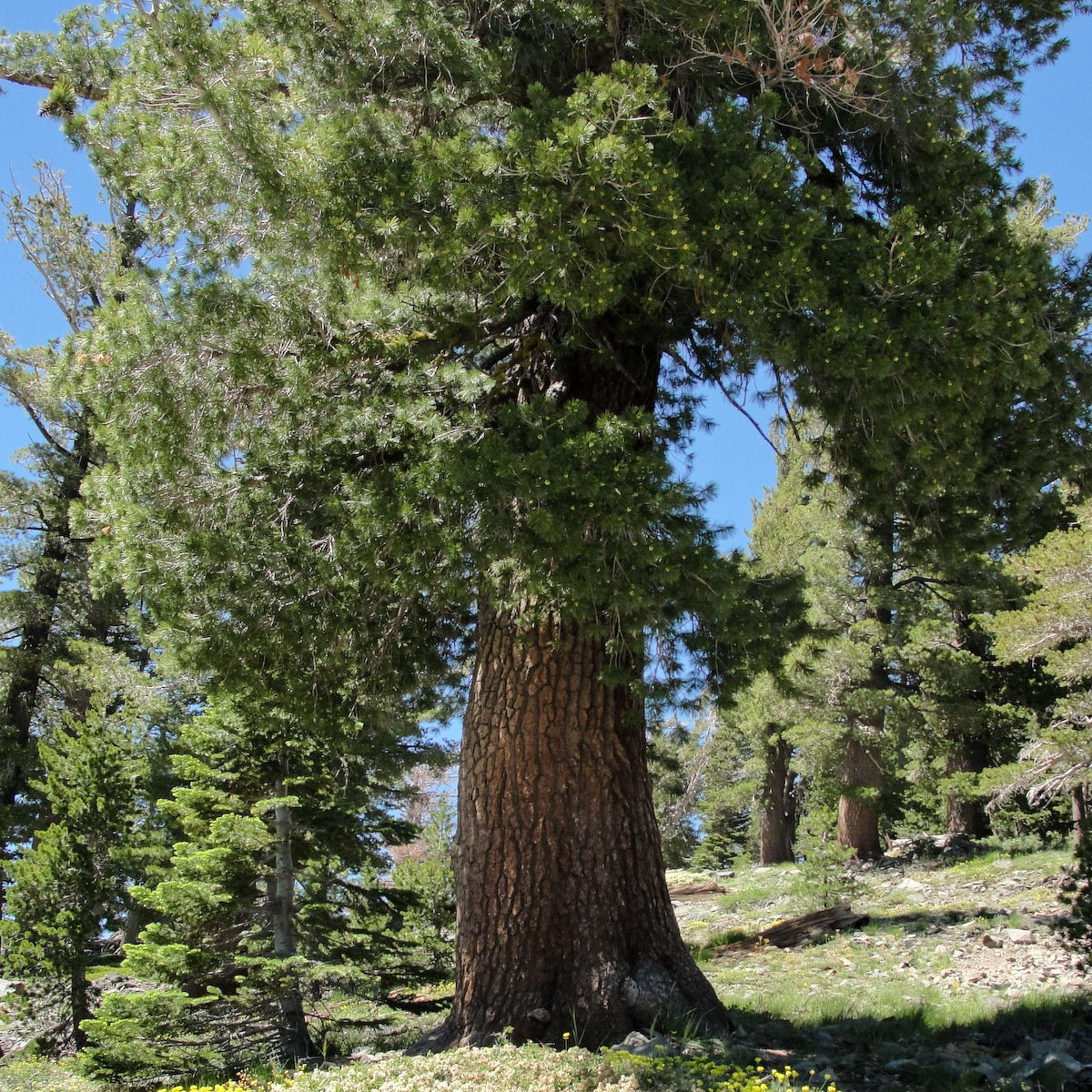 Pine, Western White, Pine Silver : buy Pine, Western White, Pine Silver ...