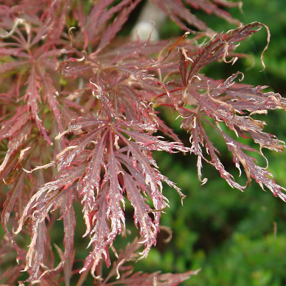 Maple, Japanese 'Dissectum garnet' : buy Maple, Japanese 'Dissectum ...
