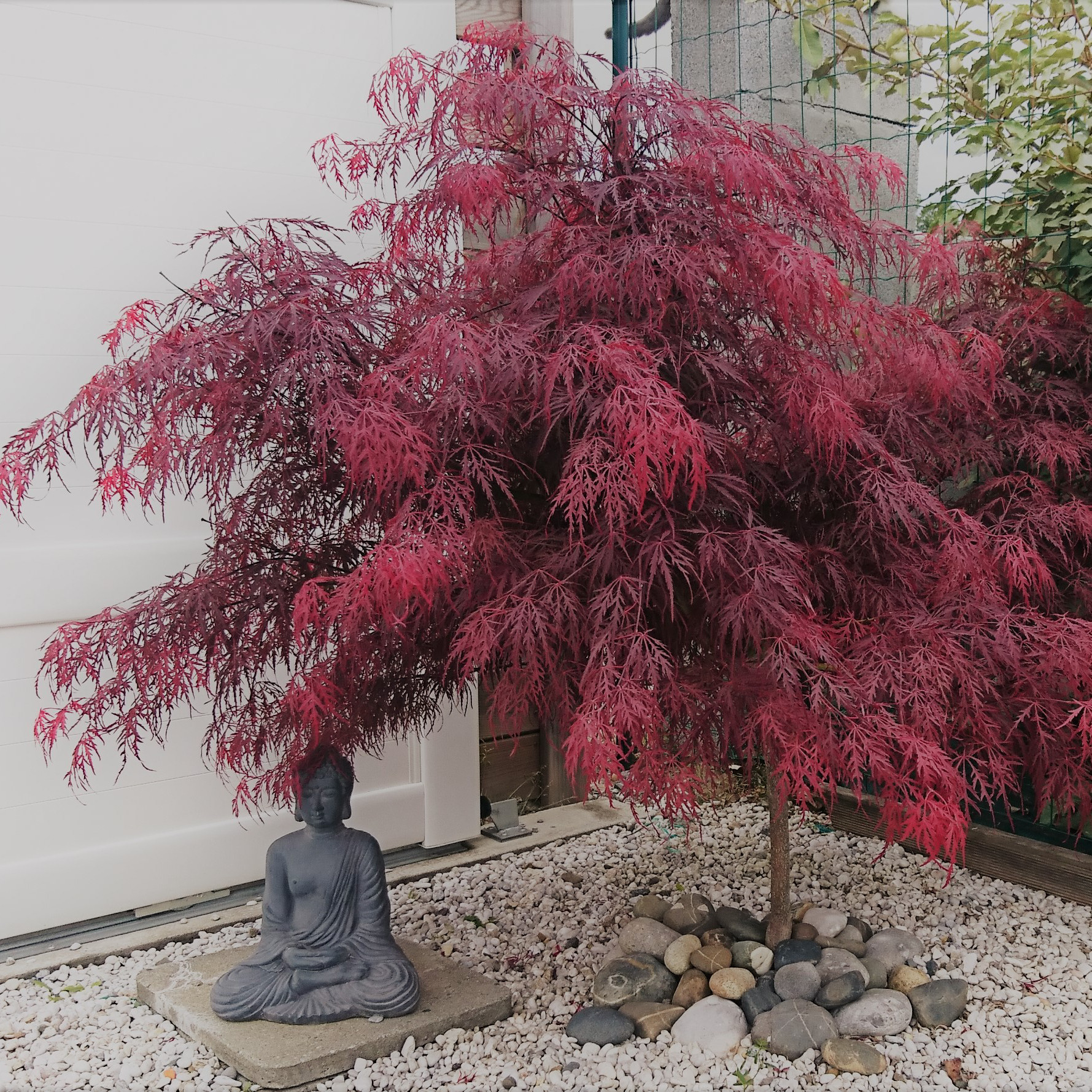 Maple, Japanese 'Dissectum garnet' : buy Maple, Japanese 'Dissectum ...