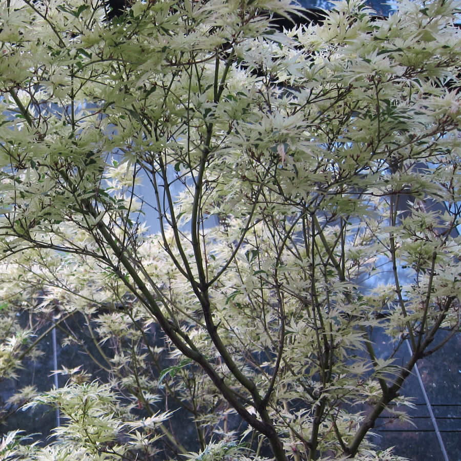 Maple, Japanese 'Butterfly' : buy Maple, Japanese 'Butterfly' / Acer ...