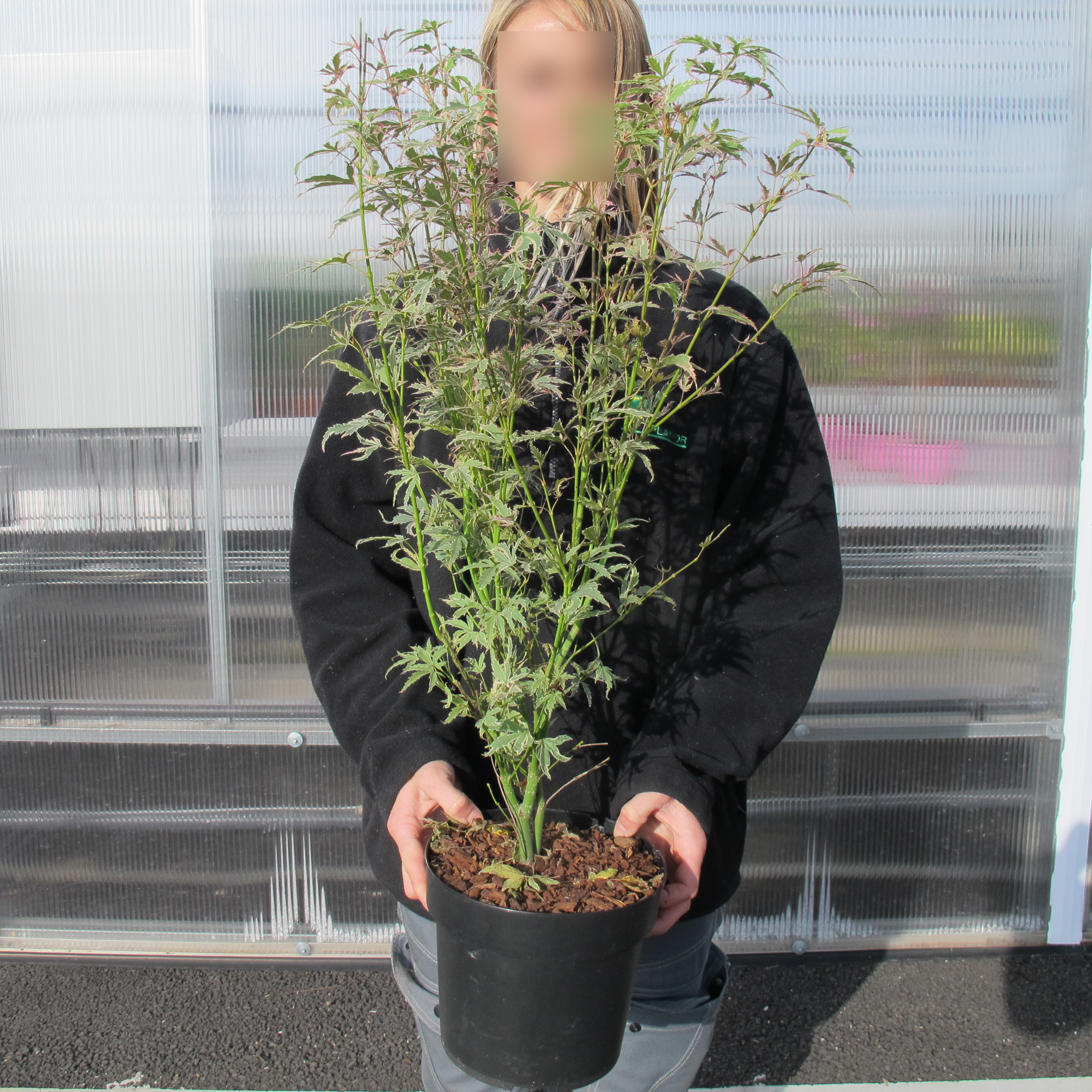 Maple, Japanese 'Butterfly' : buy Maple, Japanese 'Butterfly' / Acer ...